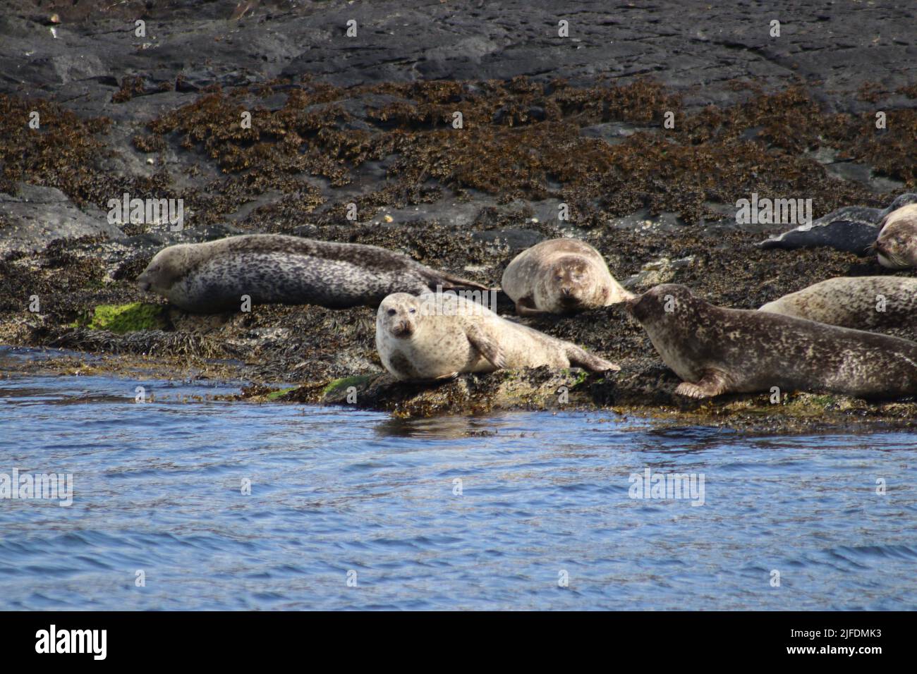 Atlantic grey seals underwater hi-res stock photography and images - Alamy