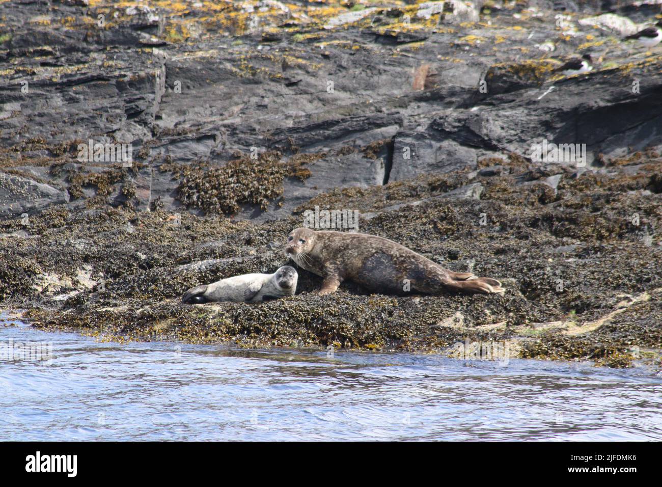 Atlantic grey seals underwater hi-res stock photography and images - Alamy