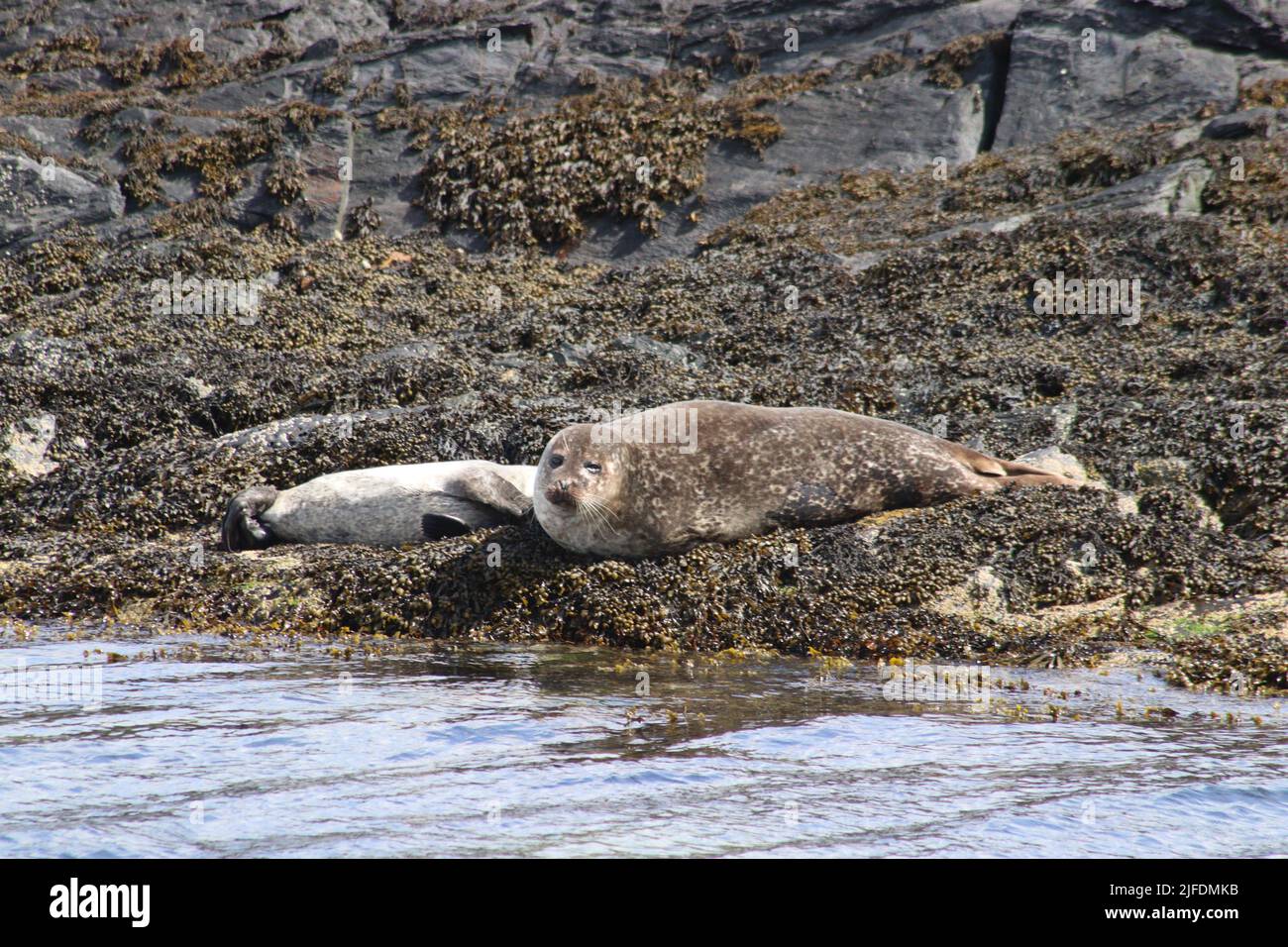 Atlantic grey seals underwater hi-res stock photography and images - Alamy