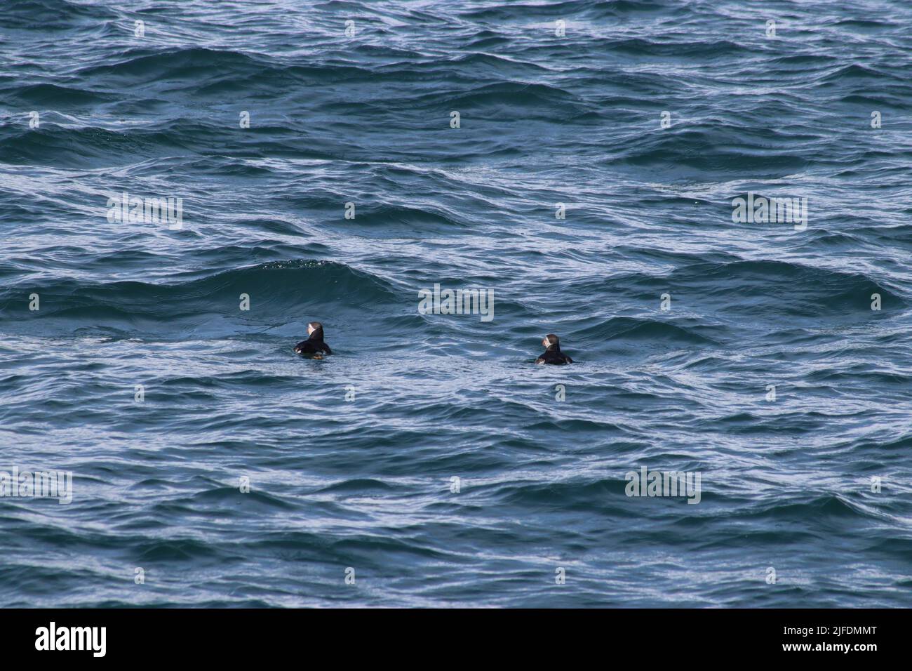 Puffins in sea Stock Photo - Alamy