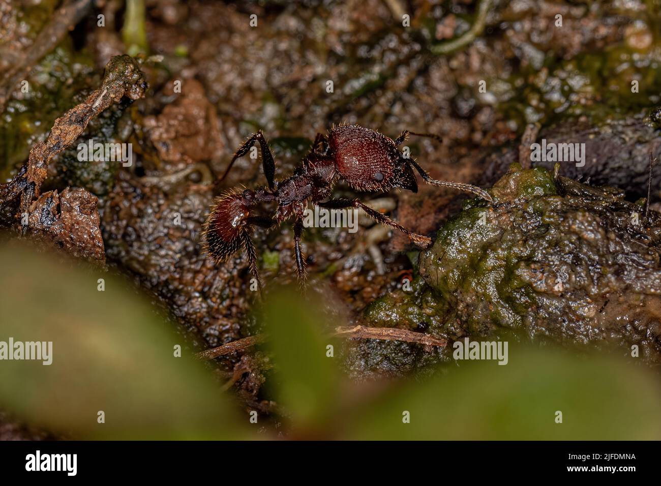 Adult Female Big-headed Ant of the Genus Pheidole Stock Photo - Alamy