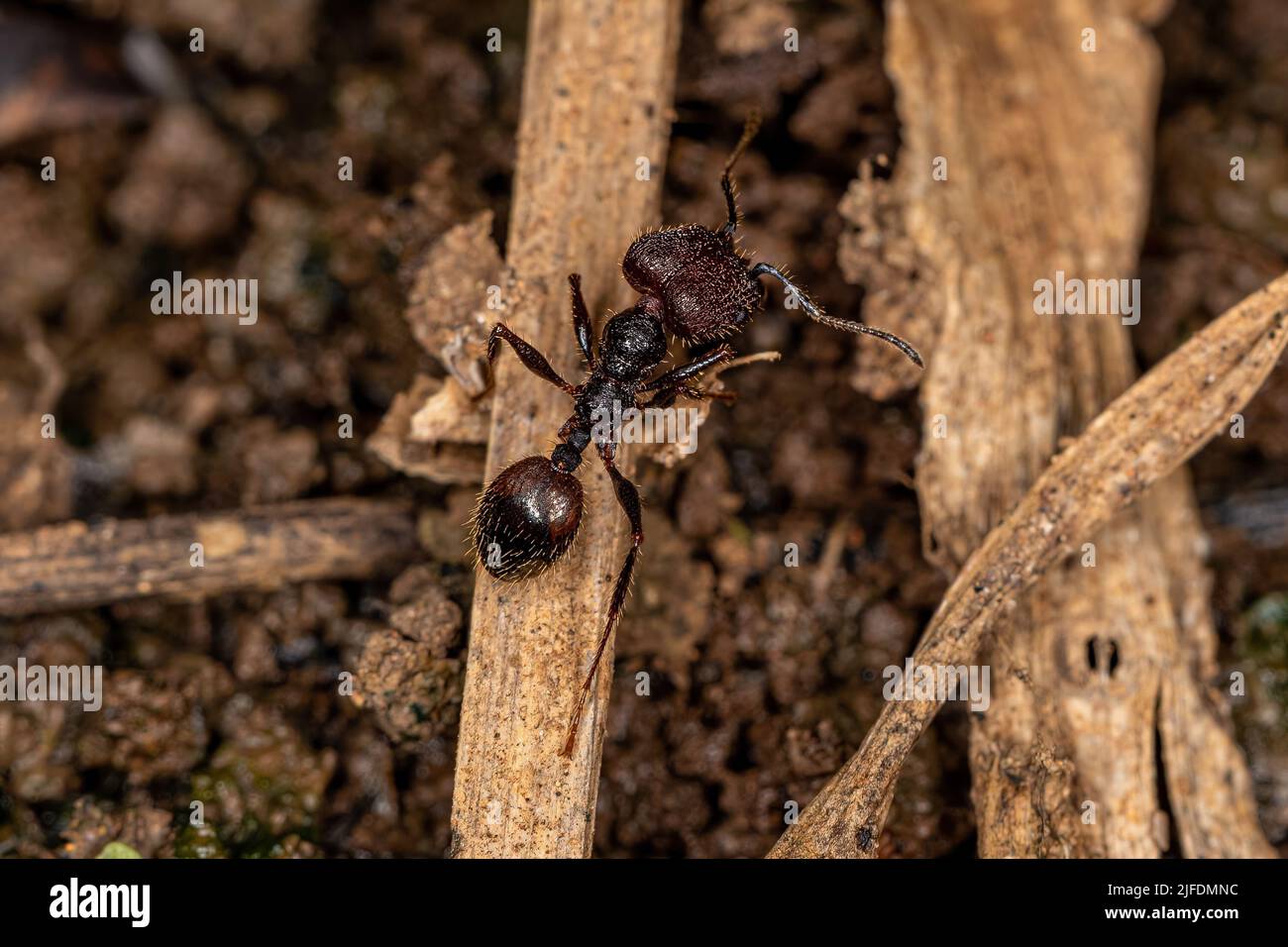 Big headed ant hi-res stock photography and images - Alamy