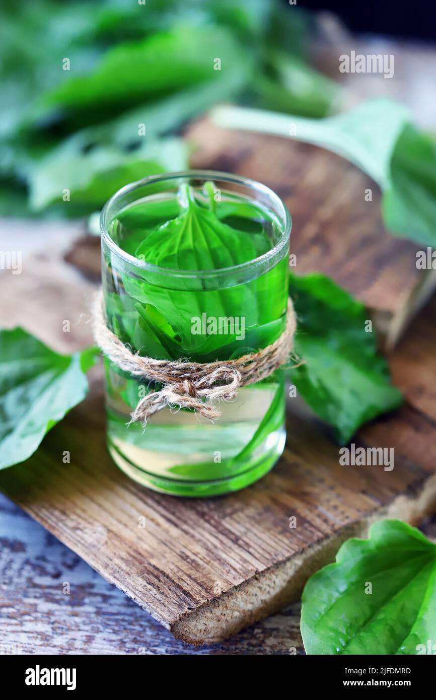 Plantain drink in a glass. Fresh leaves of plantain. Therapeutic tea of ...