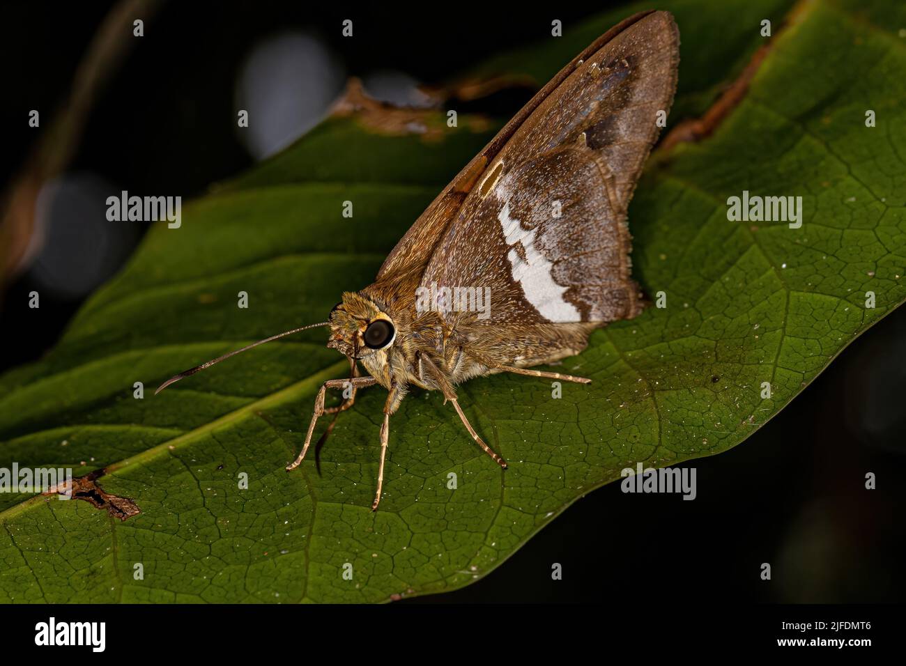 Adult Longtail Butterfly of the genus Aguna Stock Photo - Alamy