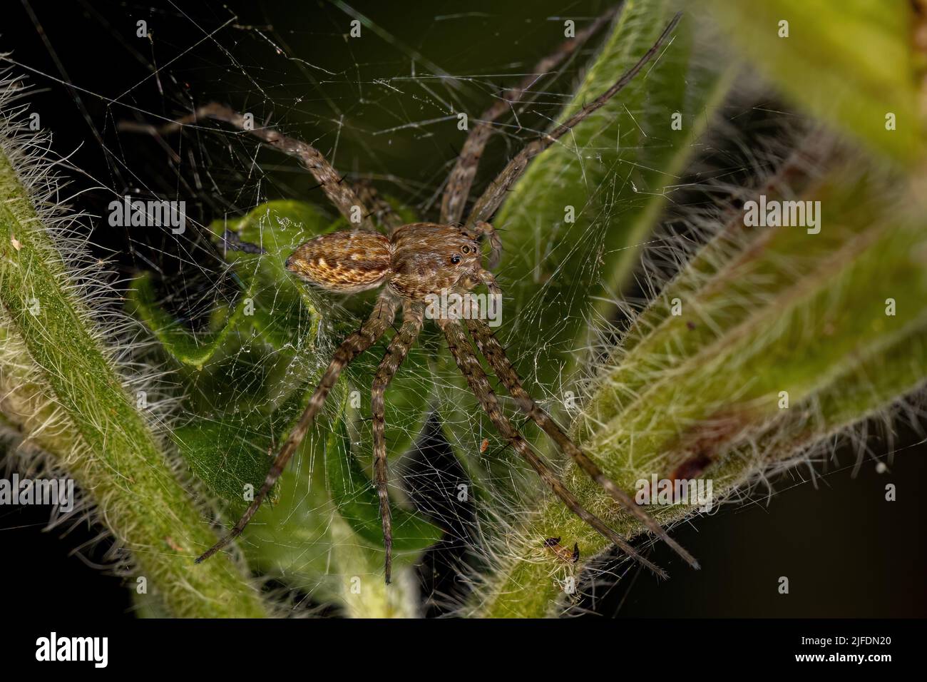 Adult Female Nursery Web Spider of the Family Pisauridae Stock Photo ...