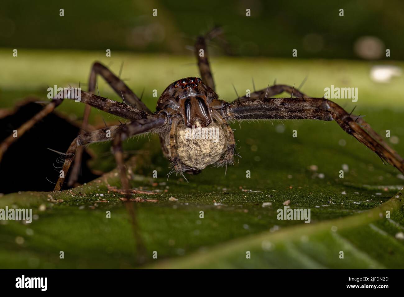 Female nursery web spider with egg sac hi-res stock photography and ...