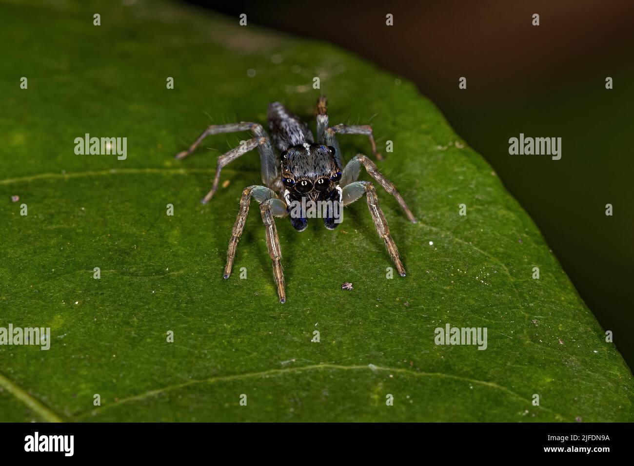 Small jumping spider of the Tribe Euophryini Stock Photo - Alamy