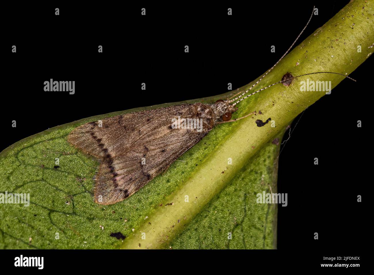 Net spinning caddis fly larvae hi-res stock photography and images - Alamy