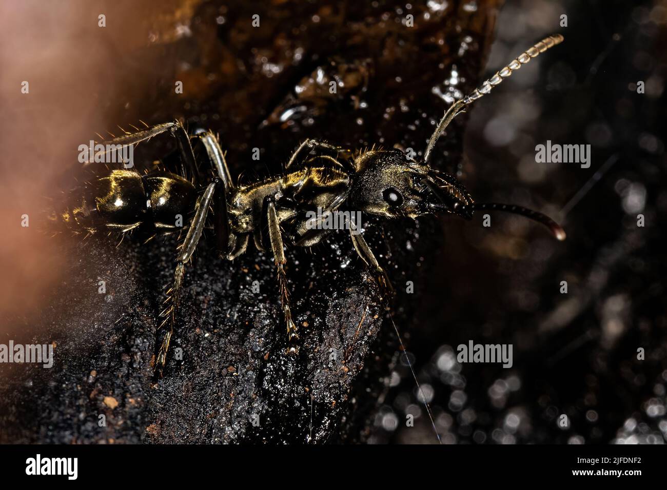 Ponerine ant hi-res stock photography and images - Alamy