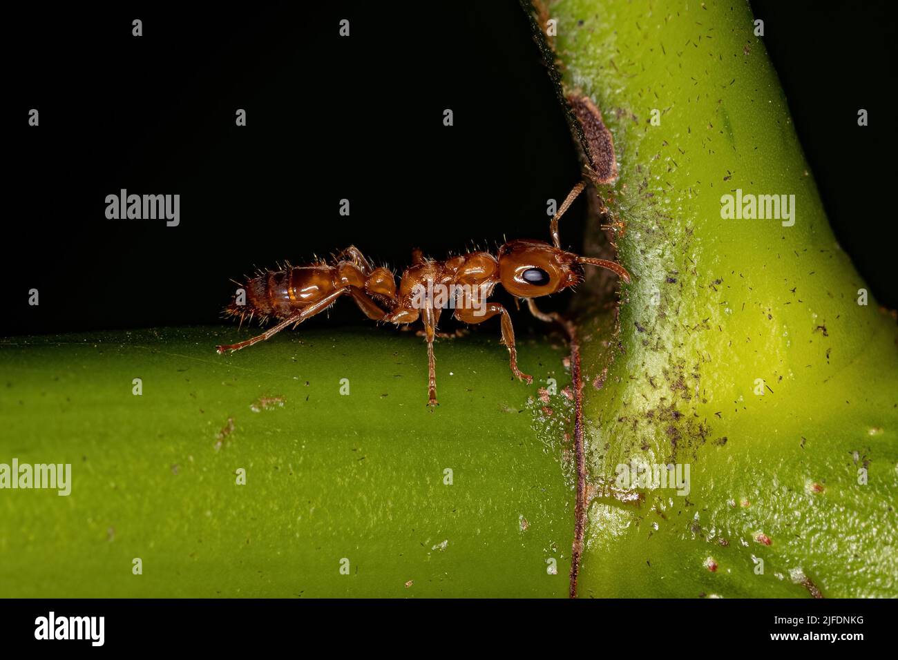Adult Female Twig Ant of the Genus Pseudomyrmex Stock Photo - Alamy