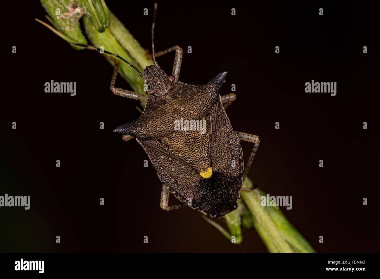 Adult Stink bug of the species Euschistus carbonerus Stock Photo - Alamy