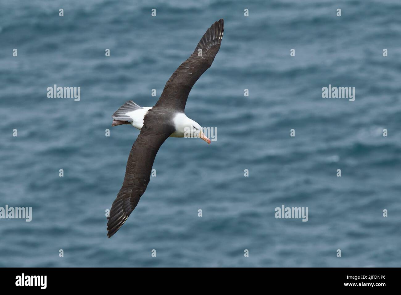 Black browed Albatross in flight off Mount Misery, West Point Island ...