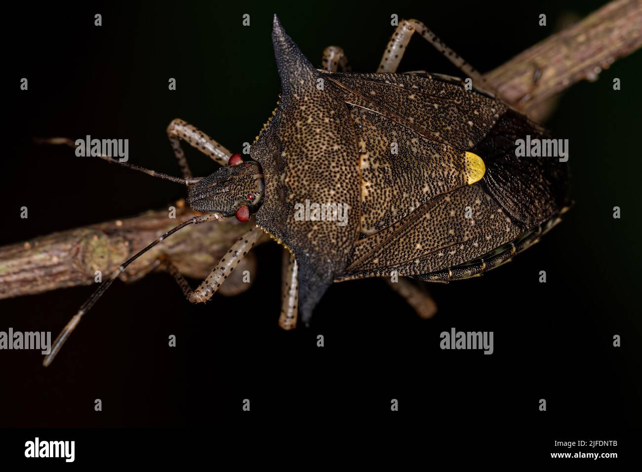 Adult Stink bug of the species Euschistus carbonerus Stock Photo - Alamy
