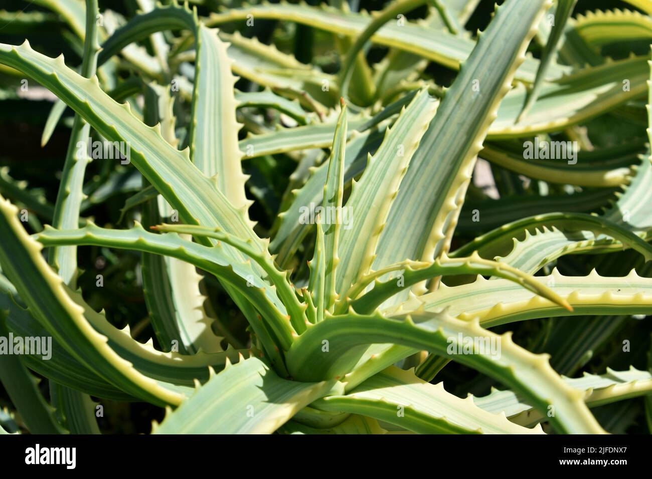 Cultivated spidering aloe vera plant with varigated leaves in a garden ...