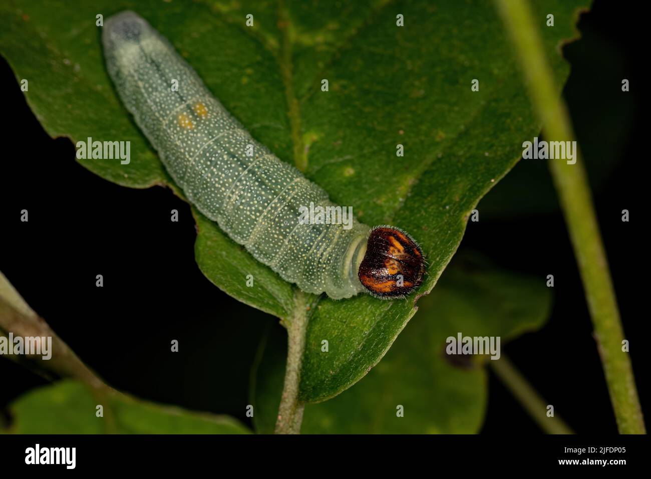 Green Skipper Caterpillar of the Family Hesperiidae Stock Photo - Alamy