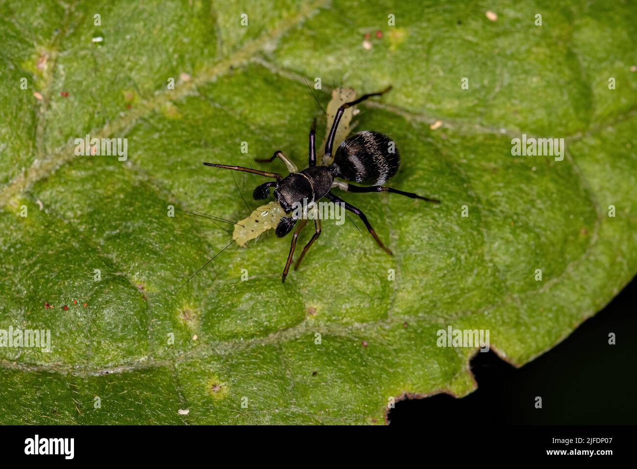 Adult Jumping Spider of the Genus Sarinda that mimics carpenter ants of ...