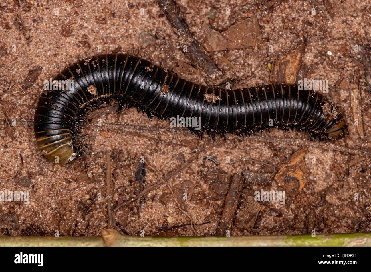 adult millipede arthropod of the class Diplopoda Stock Photo - Alamy