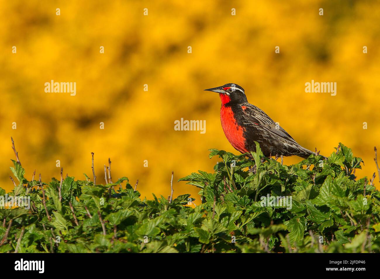Male Long-tailed Meadowlark (Sturnella loyca falklandica), Carcass ...