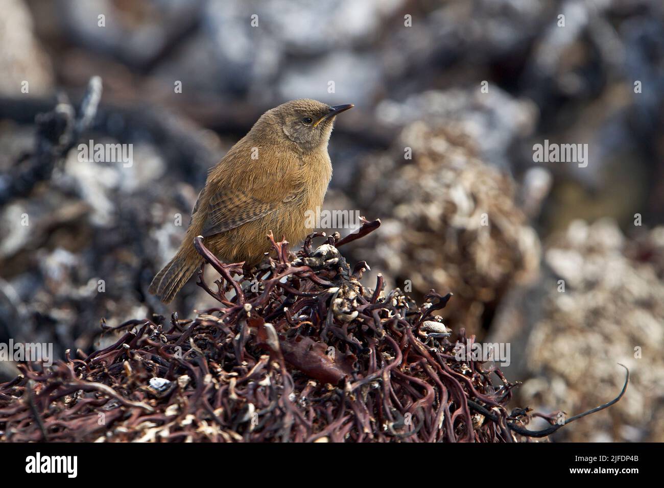 Cobb's Wren (Troglodytes cobbi), Sea Lion Island, Falkland Islands ...