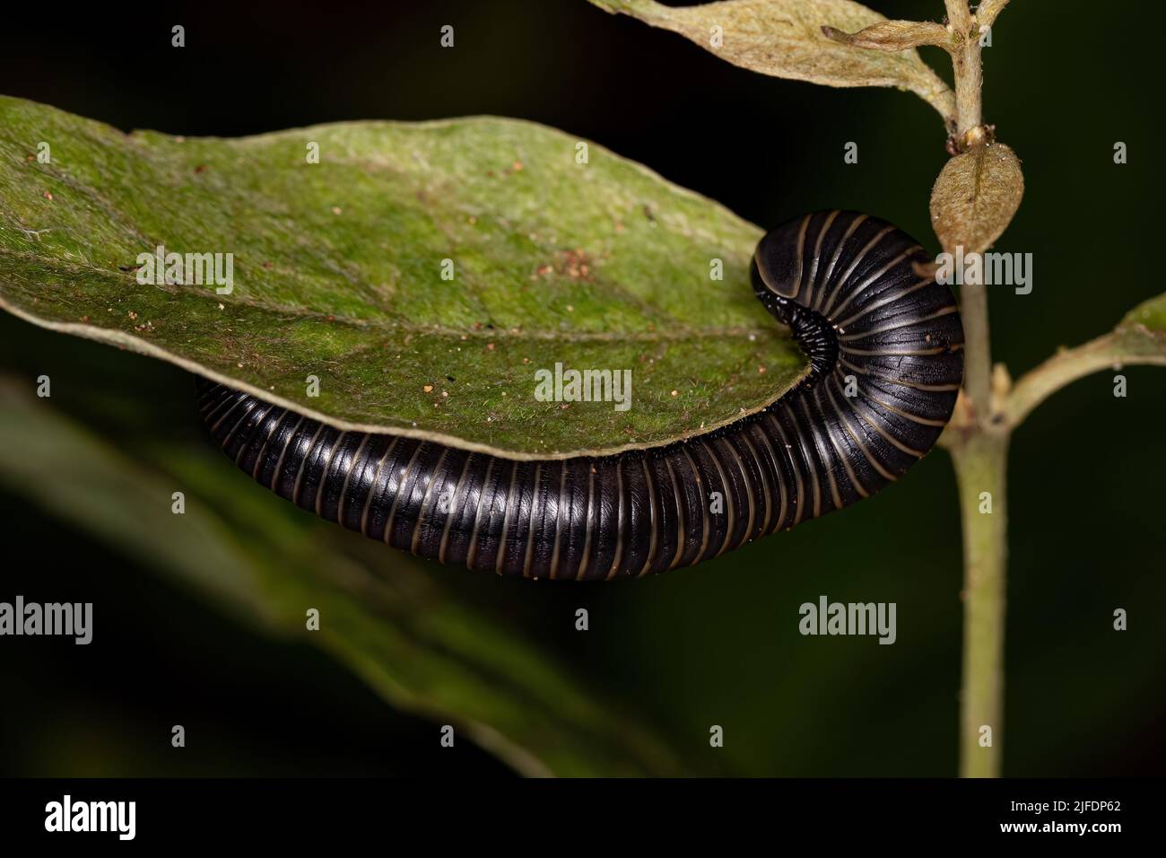 Snake millipedes hi-res stock photography and images - Alamy