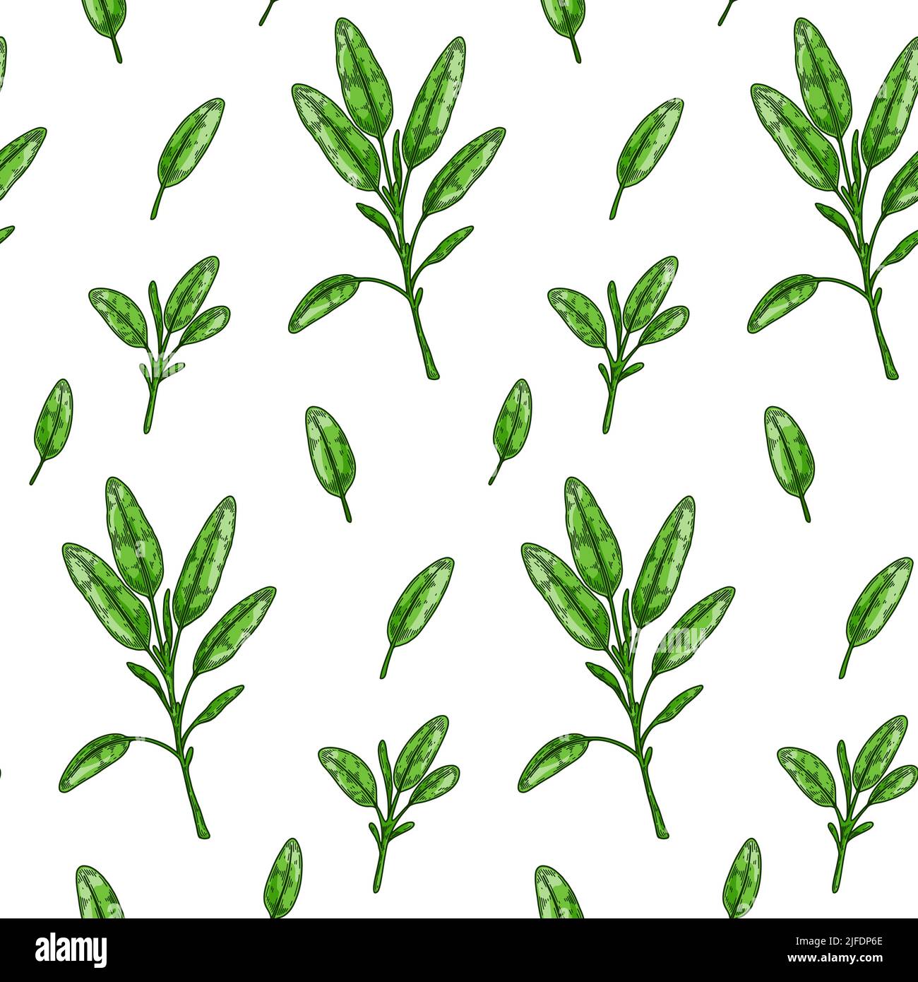 Sage leaves seamless pattern. Hand drawn greens and leaf vegetables ...