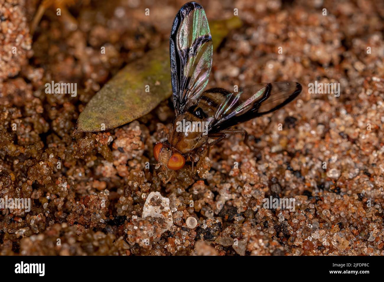 Adult Picture-winged Fly of the Genus Xanthacrona exploring feces on ...