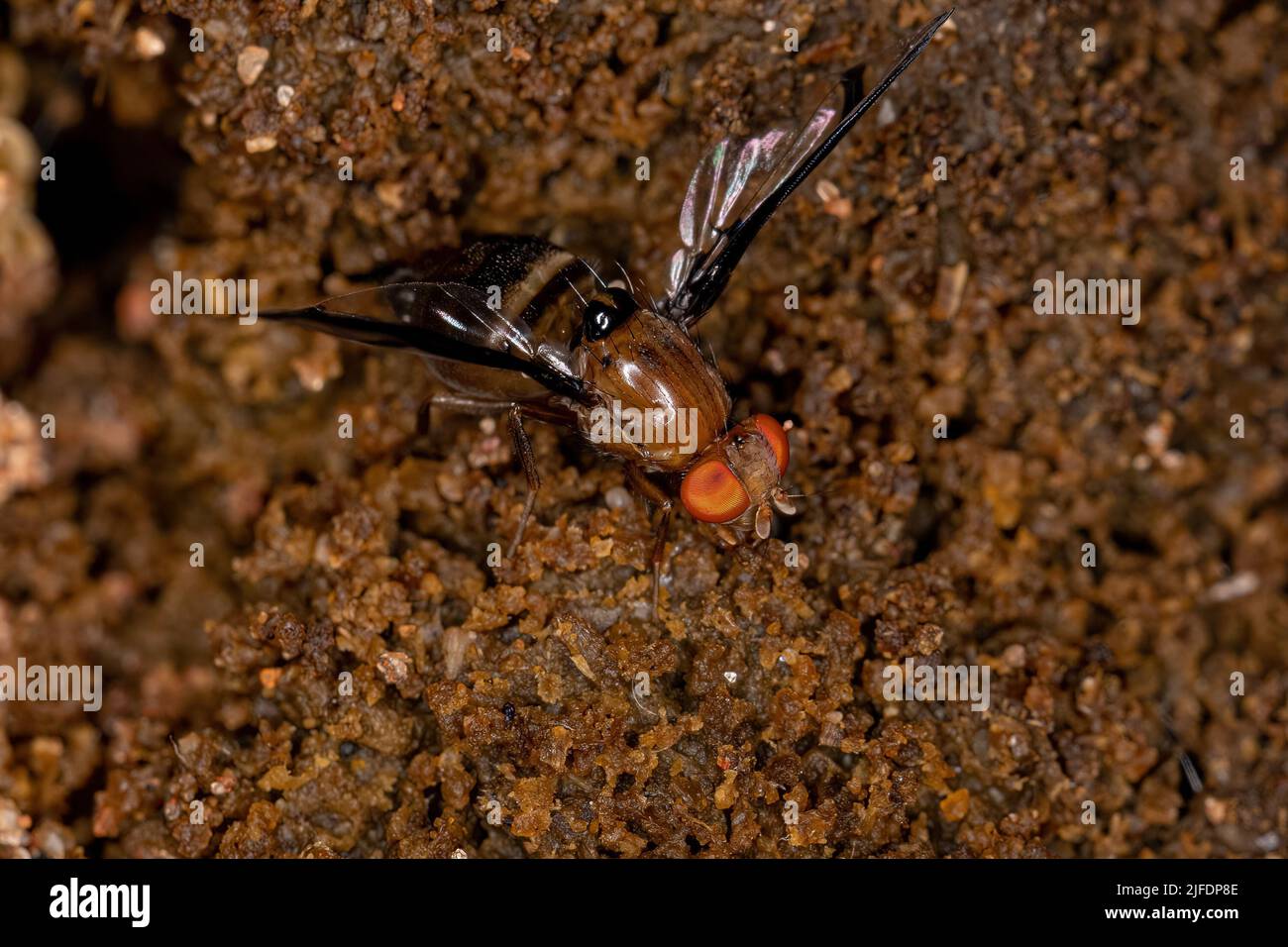Adult Picture-winged Fly of the Genus Xanthacrona exploring feces on ...
