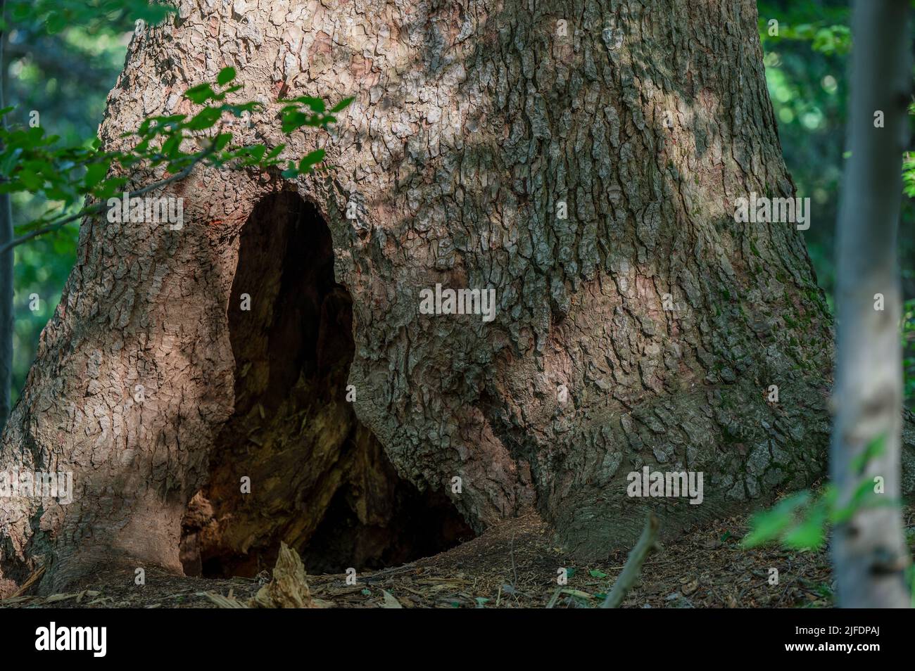 Cave entrance fir tree hi-res stock photography and images - Alamy
