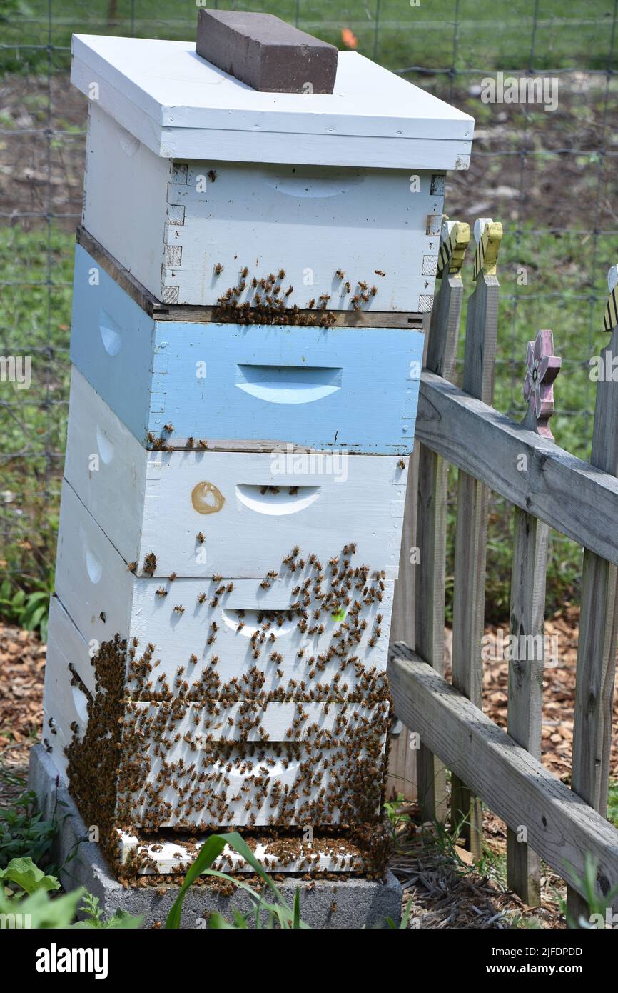 Bee swarm around a beekeepers hive on an agricultural farm Stock Photo ...