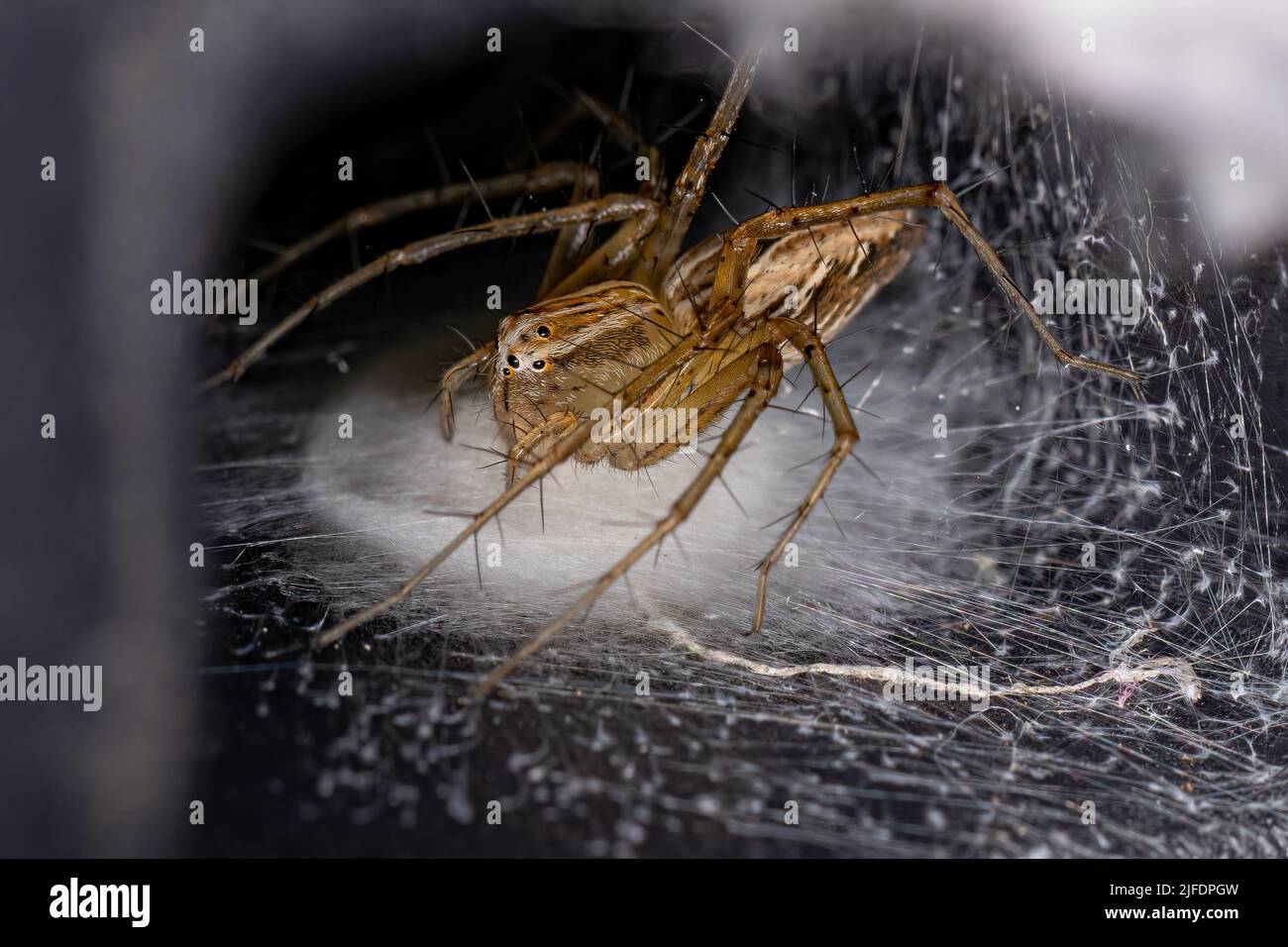 Adult Female Striped Lynx Spider of the species Oxyopes salticus ...