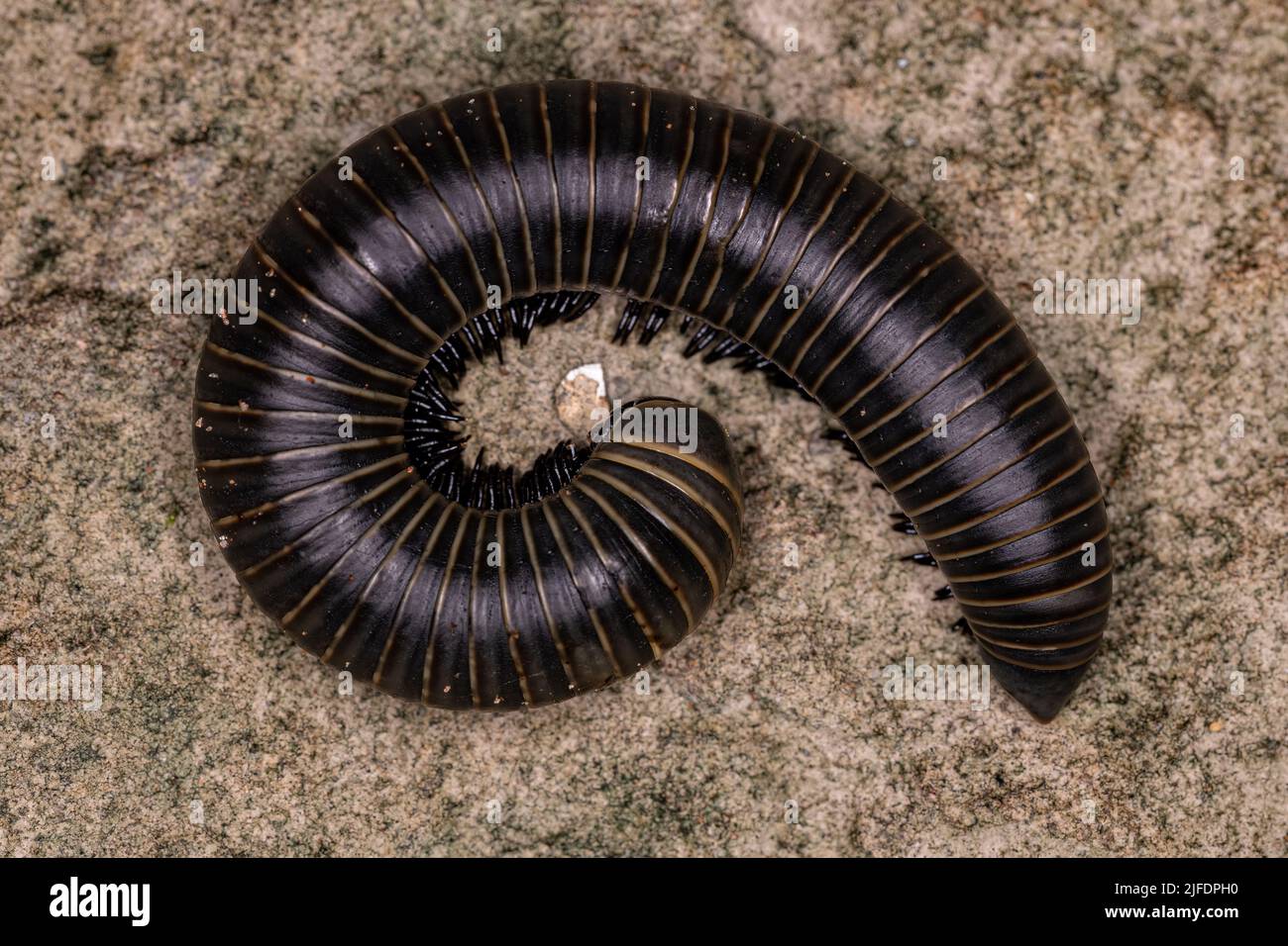 adult millipede arthropod of the class Diplopoda Stock Photo - Alamy