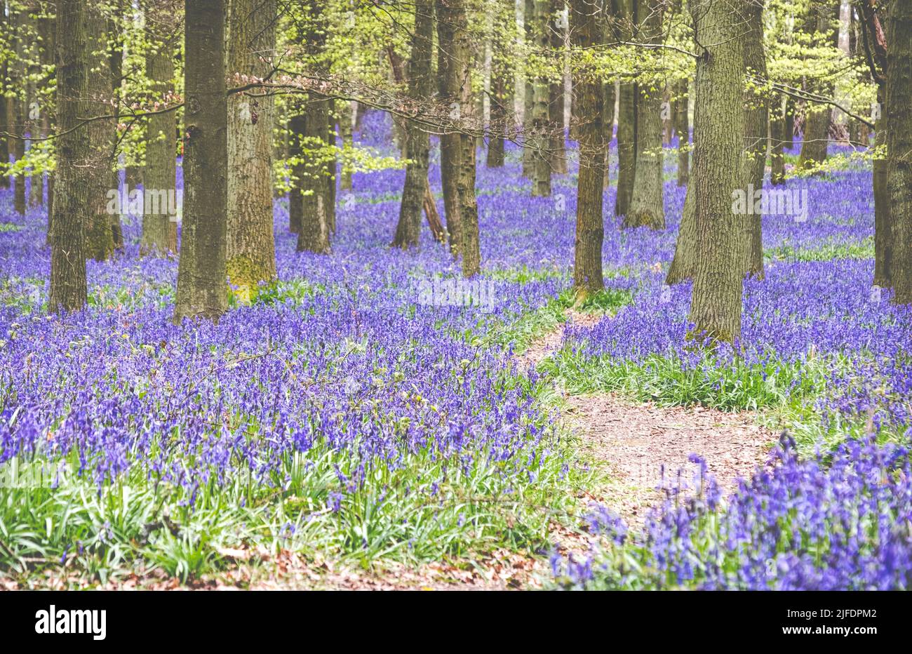 A common bluebell (Hyacinthoides non-scripta) carpet growing around ...