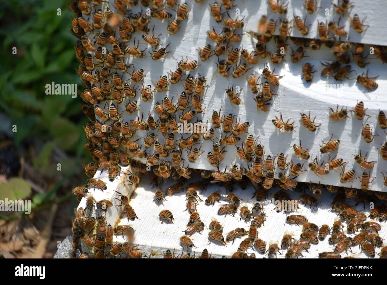 Stack of beehives with lots of bees on a agricultural farm Stock Photo ...
