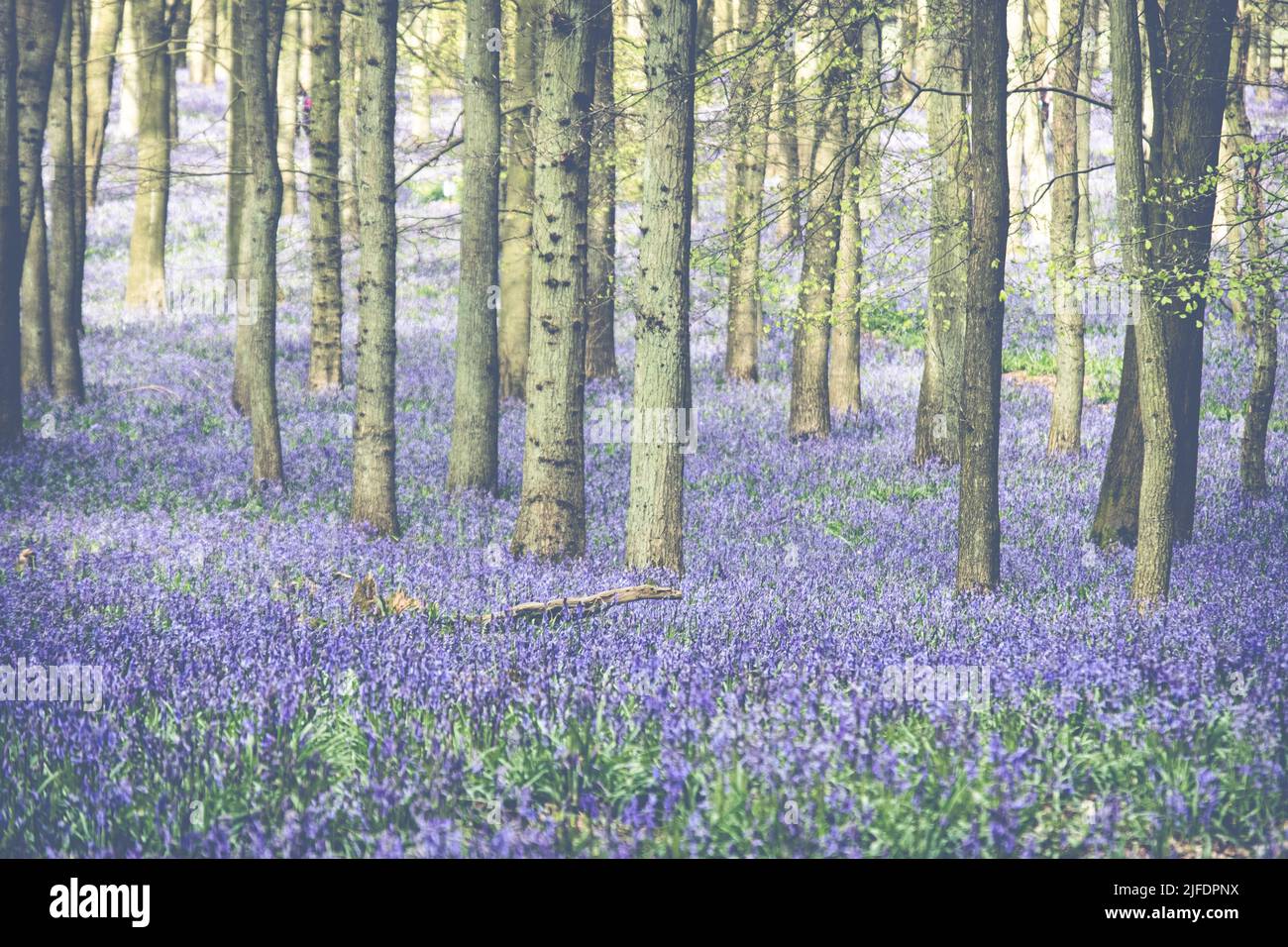 A common bluebell (Hyacinthoides non-scripta) carpet growing around ...