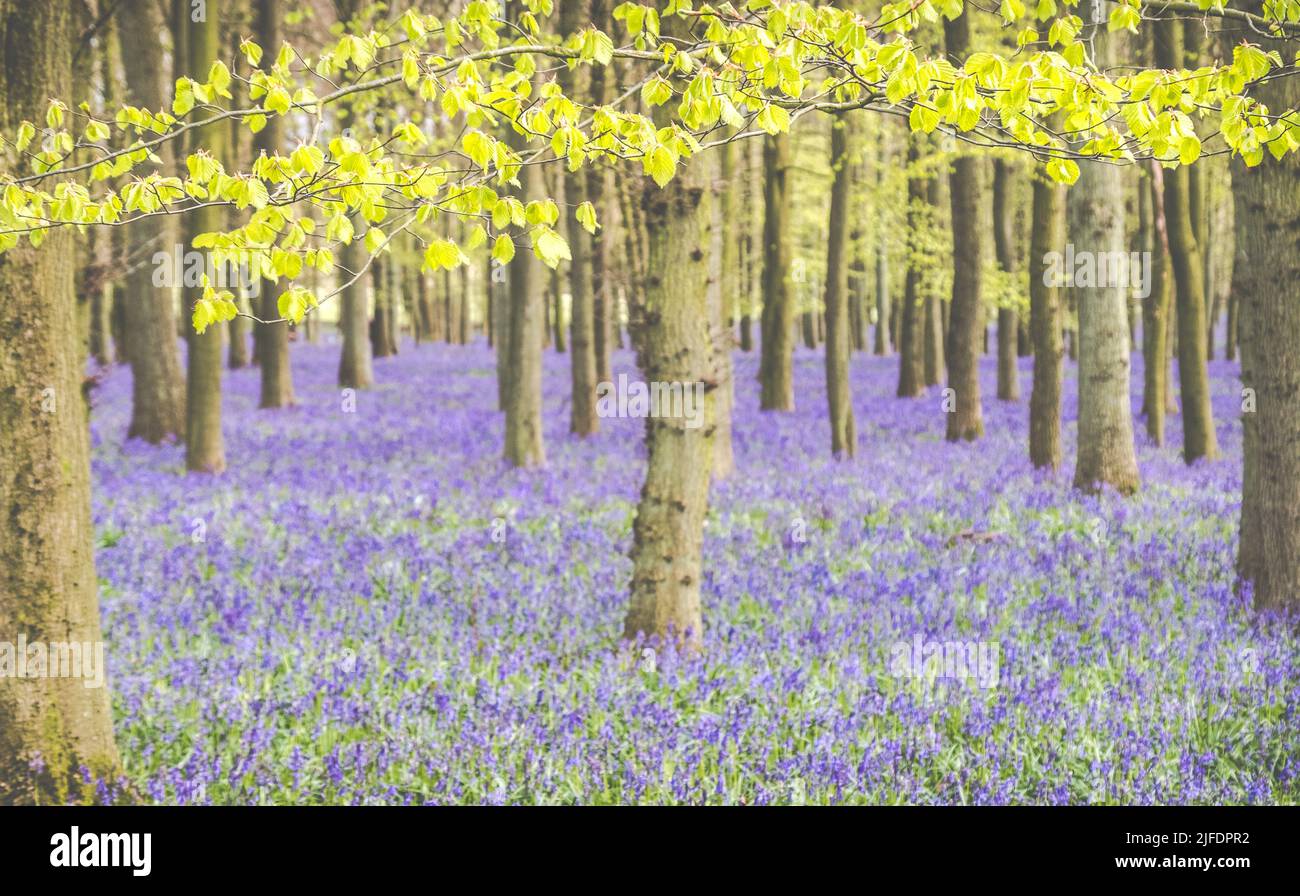 A selective focus shot of common bluebells (Hyacinthoides non-scripta ...