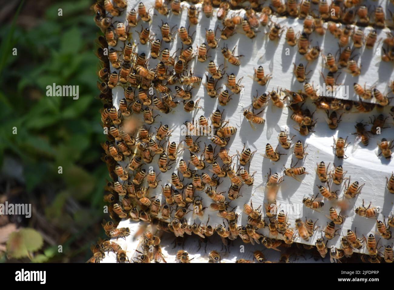 Bees surrounding the hive and buzzing around after pollination Stock ...
