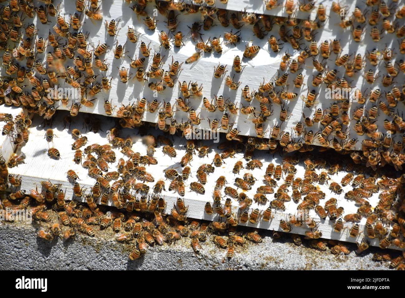 Huge beehive hi-res stock photography and images - Alamy