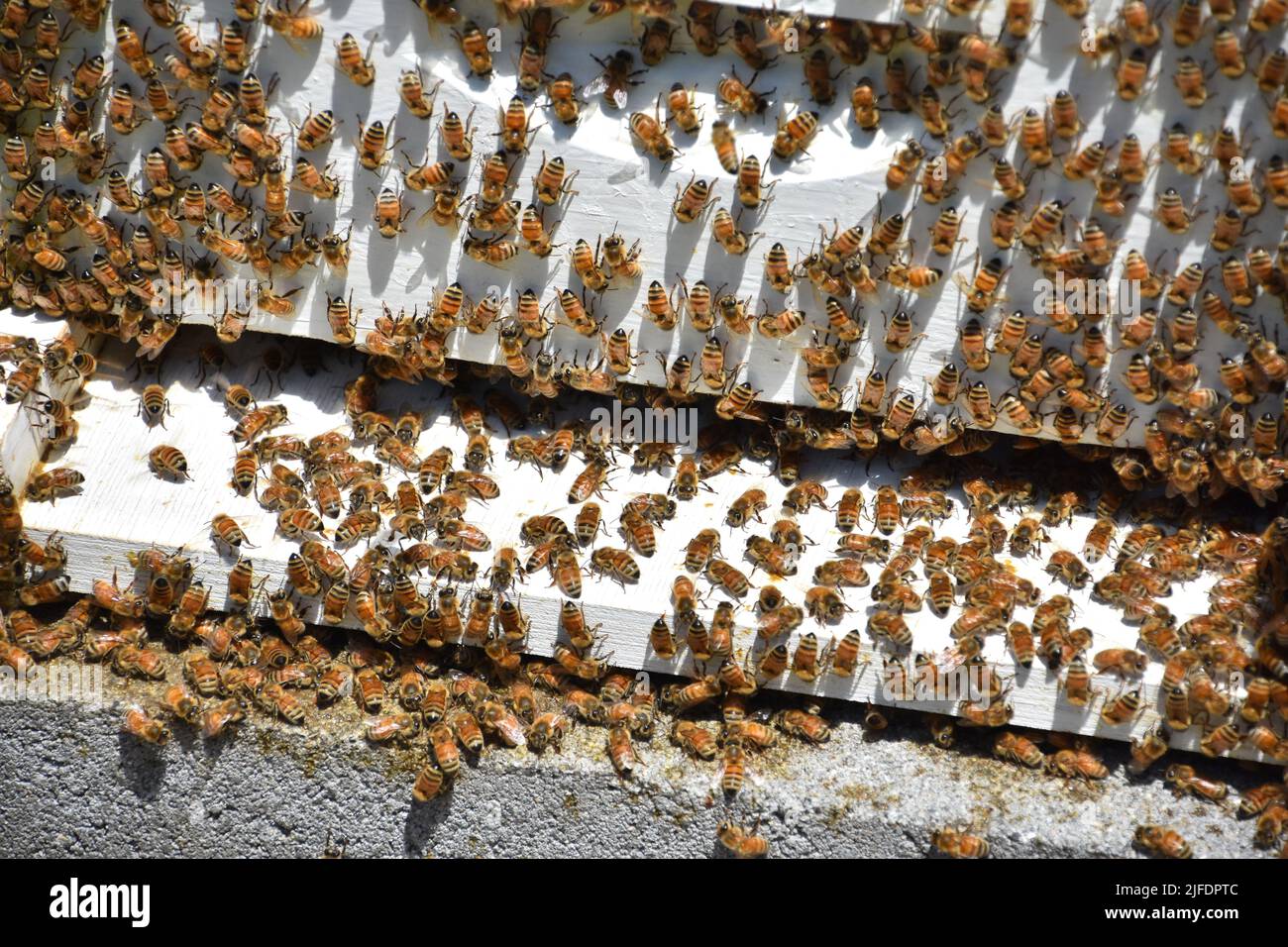 Farm with a stack of hives with honey bees swarming on a summer day ...