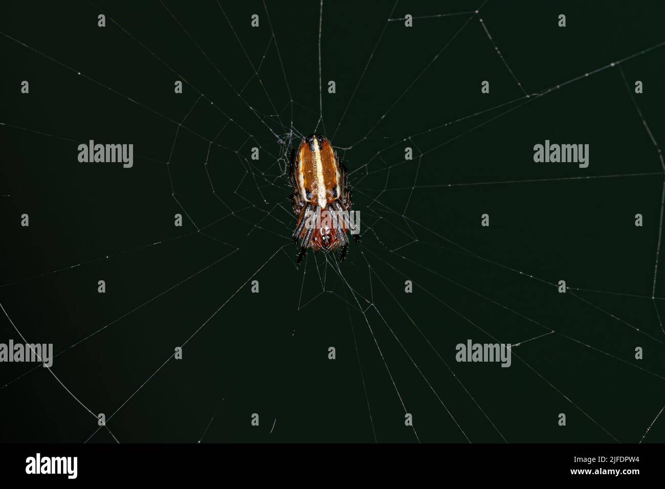 Typical Orbweaver Spider of the species Alpaida rubellula Stock Photo ...