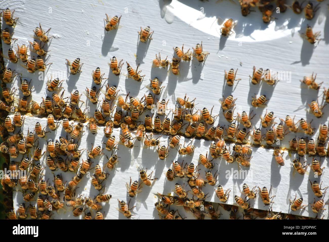 Bees swarming around the white hive boxes on a summer day Stock Photo ...