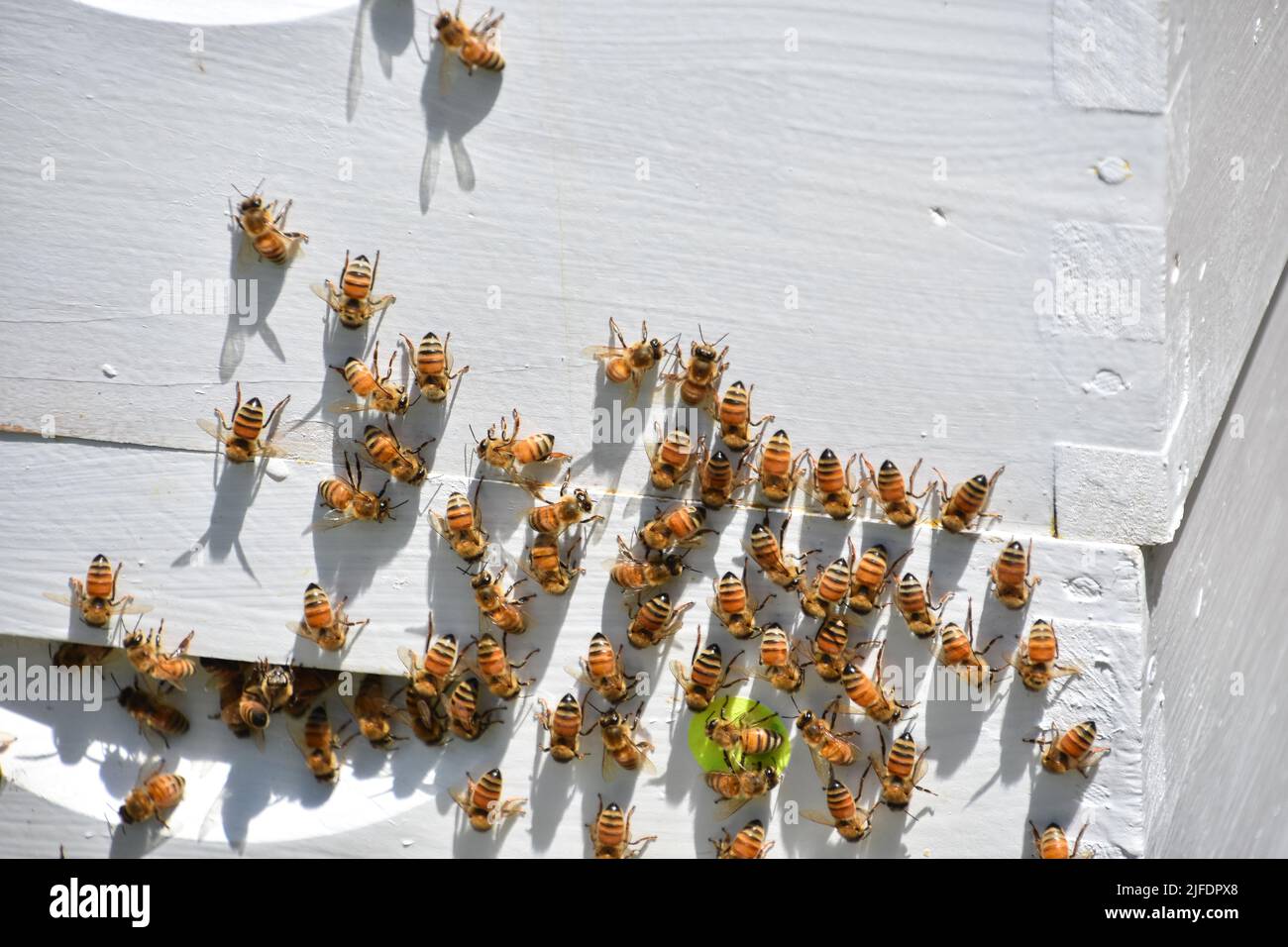 Beekeper hive surrounded by bees on a farm used for plant pollination ...