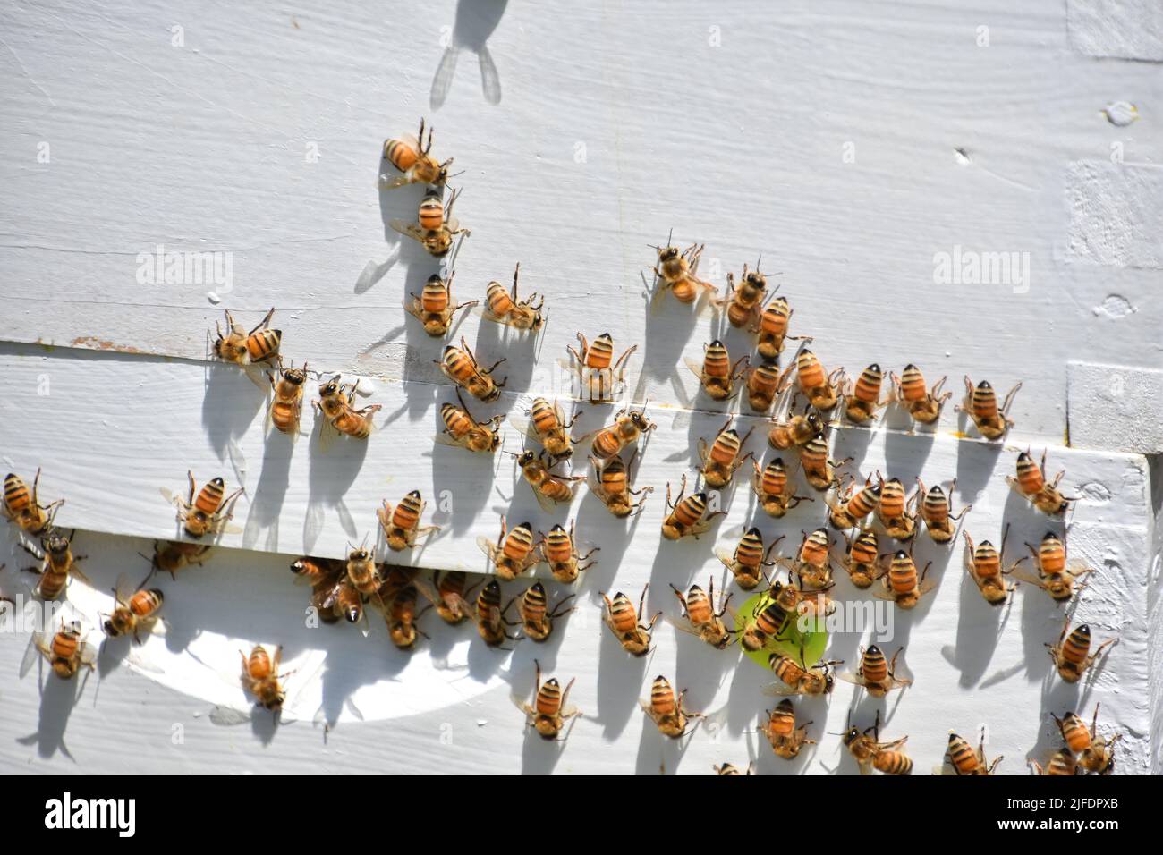 Collection of white beehive boxes with swarming of bees on it Stock Photo - Alamy