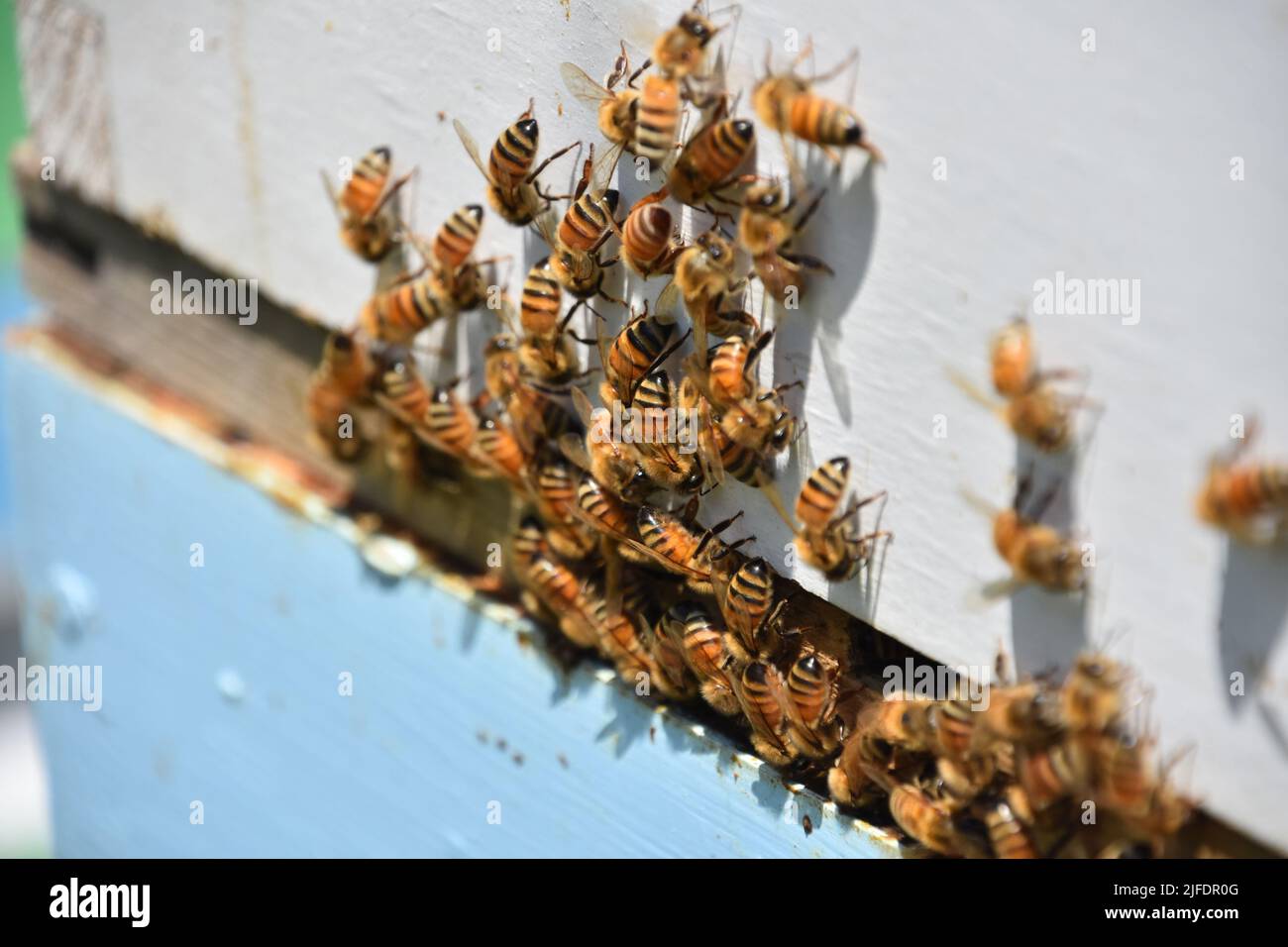 Bees swarming around the outside of a beehive box in a cluster Stock ...