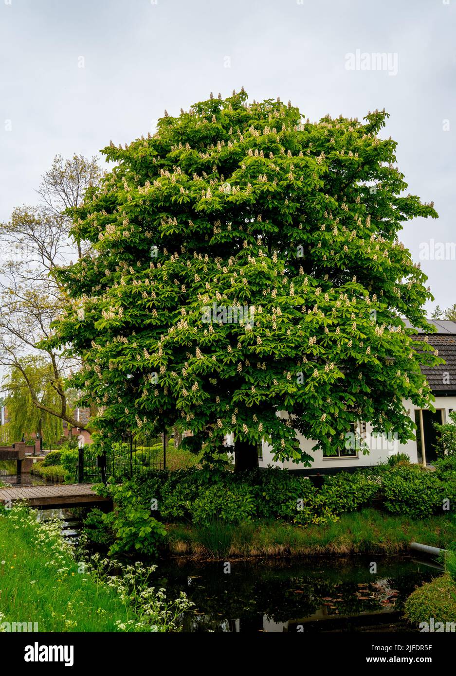 Close up of white flowering Horse-chestnut tree (Aesculus hippocastanum ...