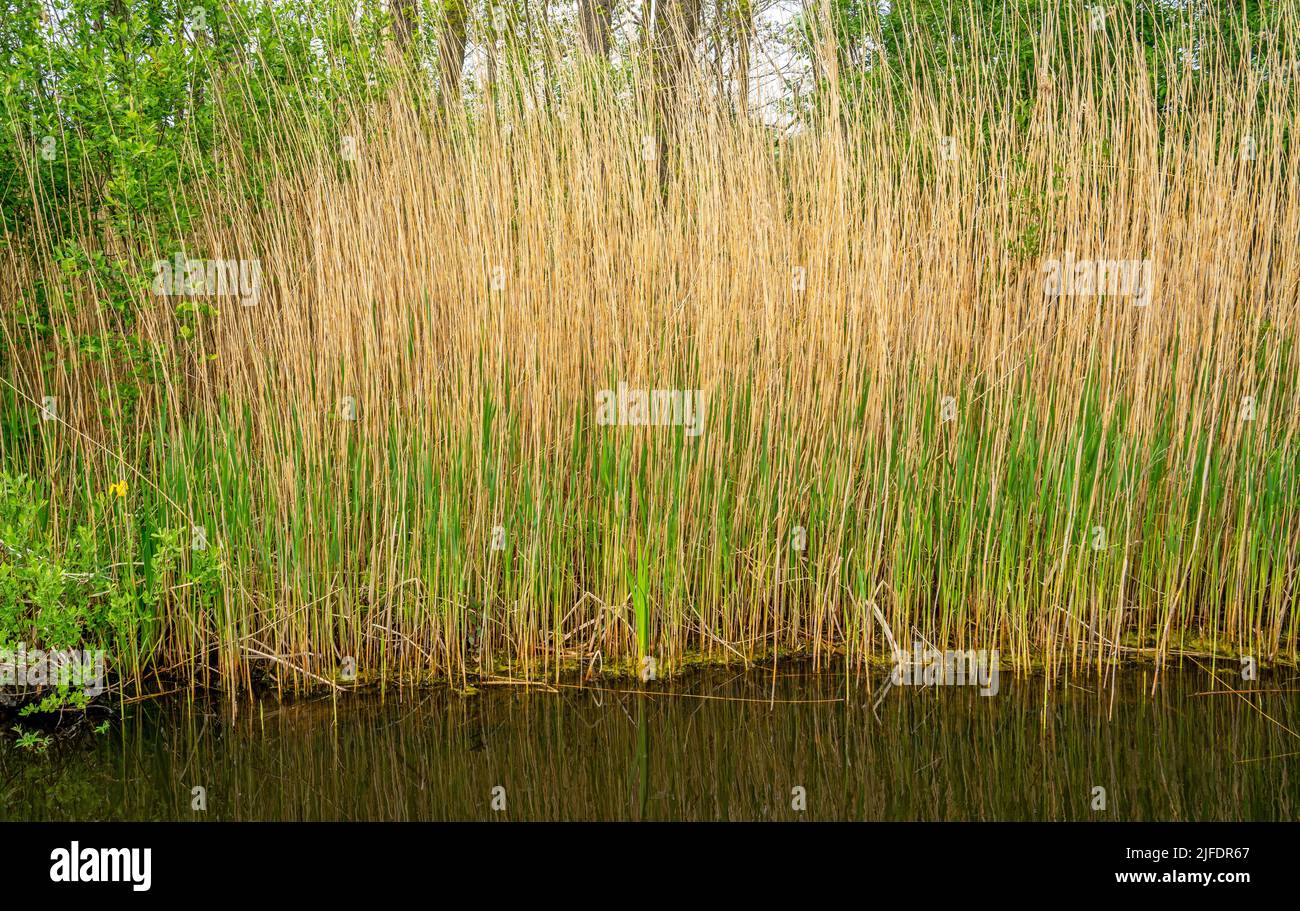 Common reed phragmites communis hi-res stock photography and images - Alamy