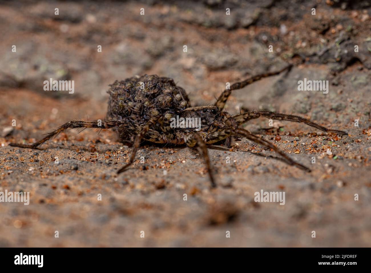 Adult Female Wolf spider of the family Lycosidae carrying its young in ...