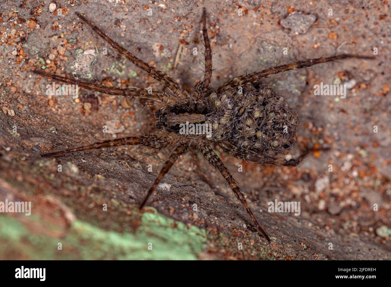 Adult Female Wolf spider of the family Lycosidae carrying its young in ...