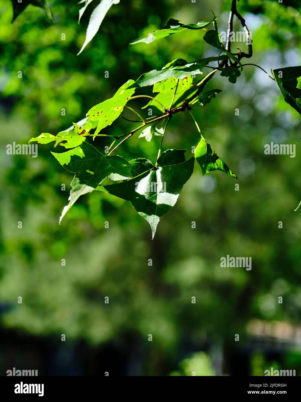 Outdoor leaves hi-res stock photography and images - Alamy