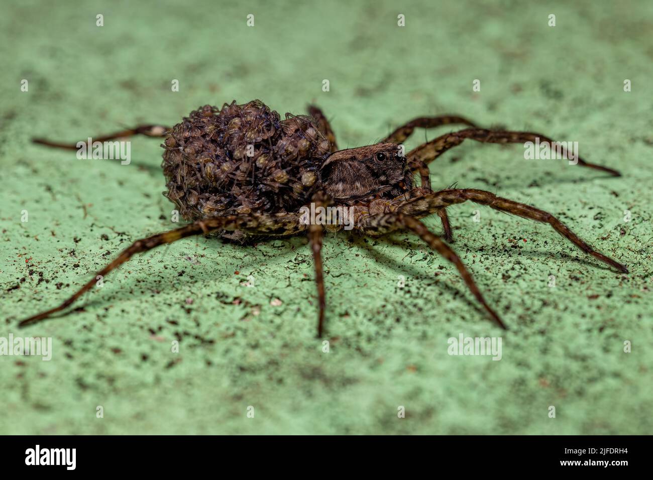 Adult Female Wolf spider of the family Lycosidae carrying its young in ...