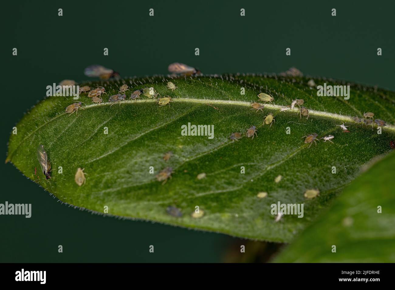 Group of small green aphids of the Family Aphididae on a branch of ...